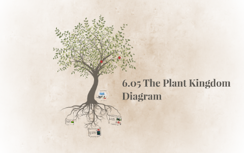 6.05 The Plant Kingdom Diagram by akaleya davis on Prezi