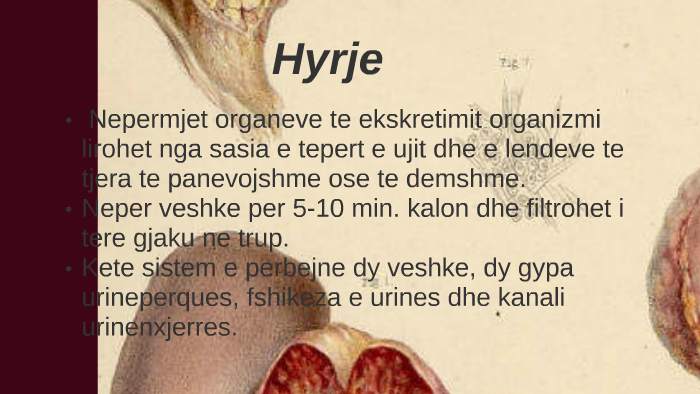 Sistemi i organeve te ekskretimit by Eda Asanaj on Prezi