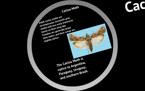 Endangered Species Wanted Alive, Invasive Species Wanted Dead by Ryan ...