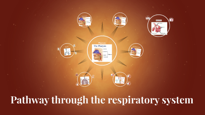 Pathway through the respiratory system by Brooke Prieve on Prezi