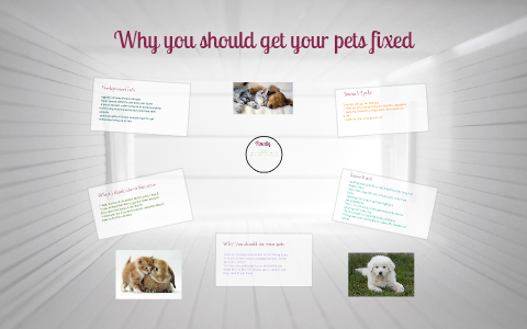 why you should fix your pets by ilia jane on Prezi