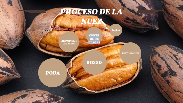 PROCESO DE NUEZ by Pamela Holguin on Prezi