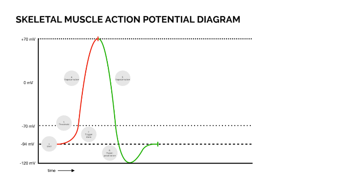 Skeletal Muscle Action Potential by Jada Sum on Prezi