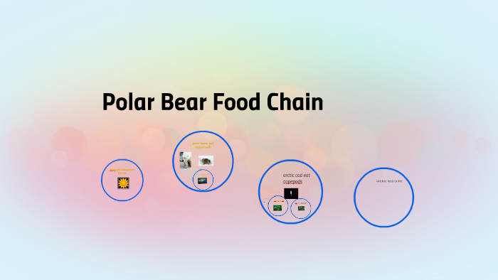 Polar Bear Food Chain by Kimberly Toledo on Prezi