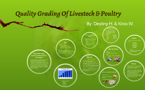 Quality Grading Of Livestock & Poultry by Destiny Hines