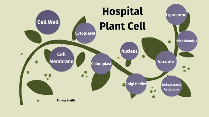 Hospital Plant Cell Analogy by Emma Smith on Prezi