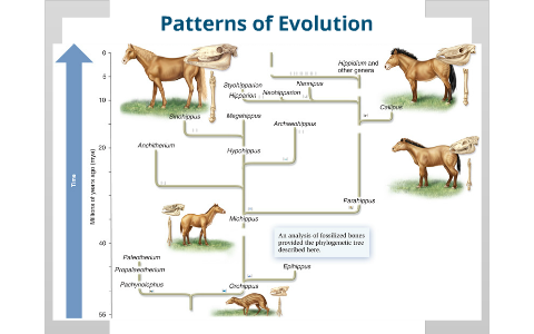 Biology Chapter 17 Section 4 Patterns of Evolution by Mark Meredith on ...