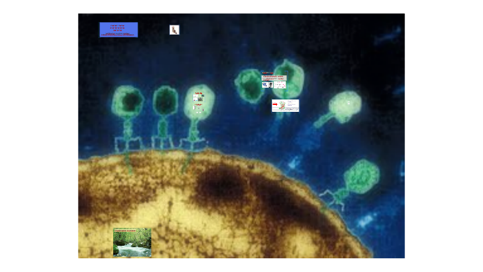 BAKTERIOFAGI KAO AGENSI U KONTROLI FORMIRANJA BIOFILMOVA PSE by Bojana ...