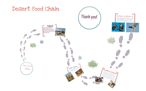Desert food chain by michelle ly on Prezi