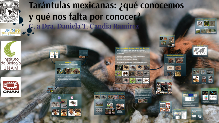 Tarántulas mexicanas: ¿qué conocemos y qué nos falta por conocer? by ...