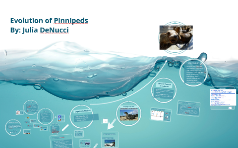 Evolution of Pinnipeds by Julia DeNucci on Prezi