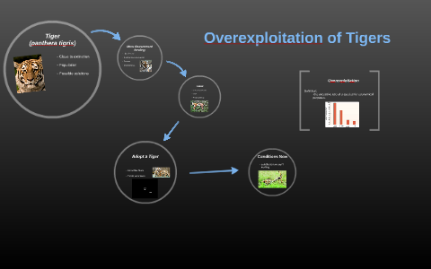 Overexploitation of Tigers by Anna Cordova on Prezi