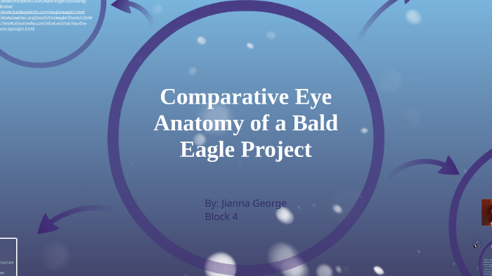 Eye Anatomy of a Bald Eagle by Chocolate Lovers on Prezi
