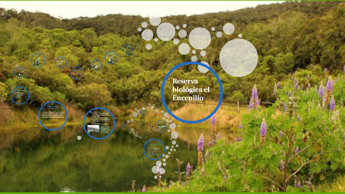 Reserva biológica el Encenillo by Valentina Montes Herrera on Prezi