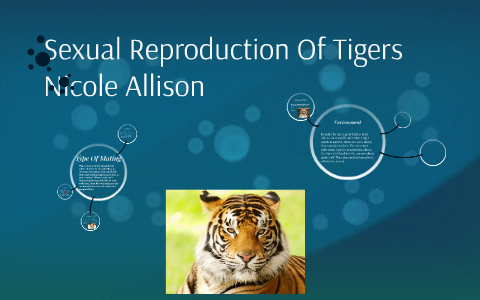 Sexual Reproduction Of Tigers by Nicole Allison on Prezi