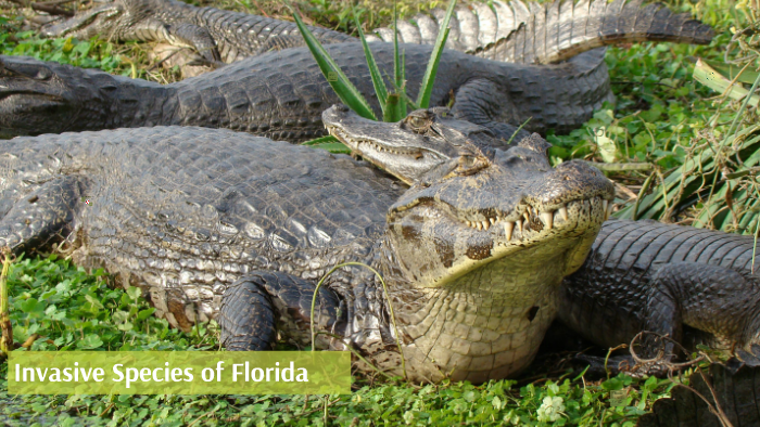 Invasive Species of Florida by Andrew Morano on Prezi