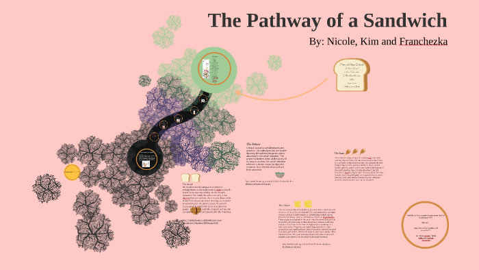 The Pathway of a Sandwich by Nicole Salise on Prezi