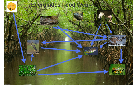 Food Web Everglades National Park
