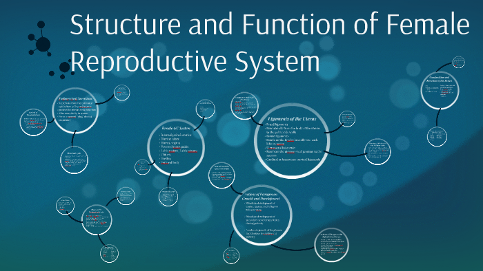 Structure and Function of Female Reprodutive System by yadi g on Prezi