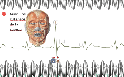 Musculos cutaneos de la cabeza by SAMANTHA BRAVO on Prezi