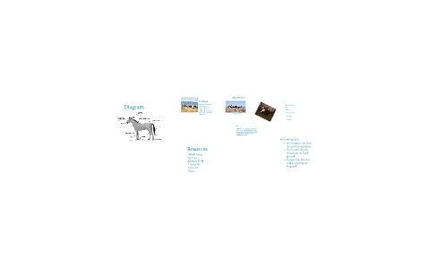 All About Wild Horses by Lily Lucarelli on Prezi