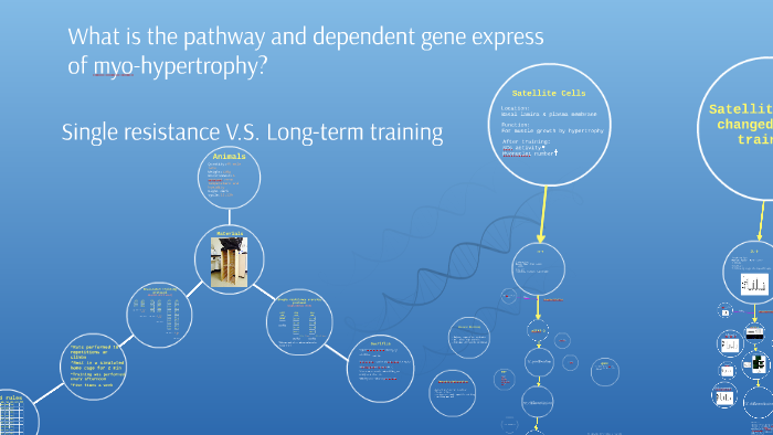 Hypertrophy Process by 季鴻 呂 on Prezi