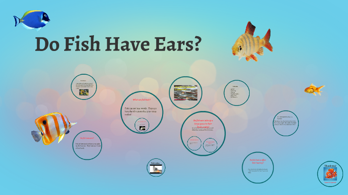 Do fish have ears by Taylor Copeland on Prezi