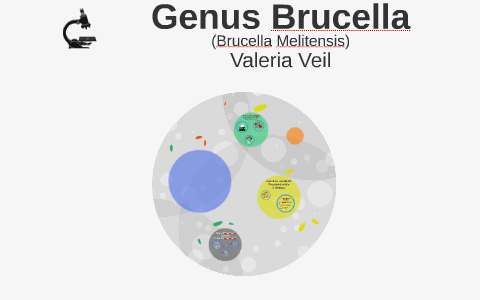 Genus Brucella by Valeria Villanueva on Prezi