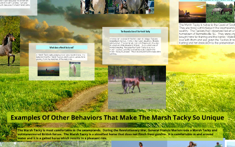 Carolina Marsh Tacky by Fran Adcock on Prezi