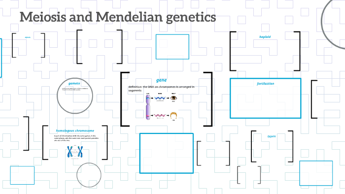meiosis and mendelian genetics by eva smith on Prezi