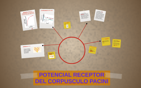 POTENCIAL DEL RECEPTOR CORPUSCULO PACINI by Jaime Izurieta on Prezi