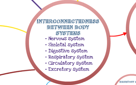 INTERCONNECTEDNESS BETWEEN BODY SYSTEMS by vishnu penaka on Prezi