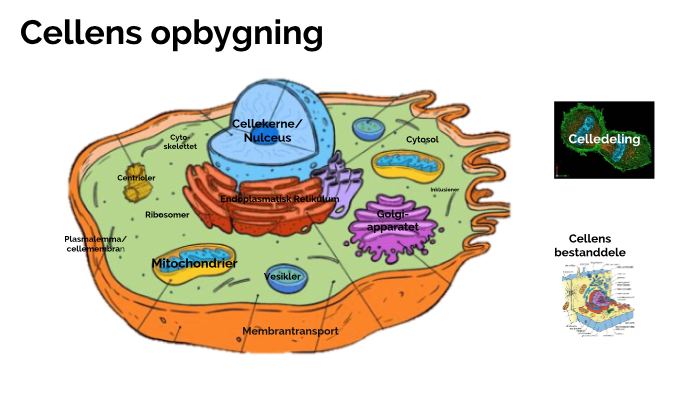 Cellens opbygning by Sofie Møllegaard Rasmussen on Prezi