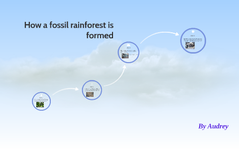 How a fossil rainforest is formed by Audrey Cipres on Prezi