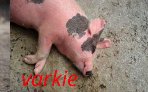 Die Rooi Hen by Jacques du Plessis on Prezi