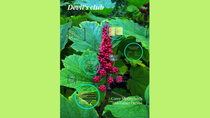 Devil's club by Esther DeVos on Prezi