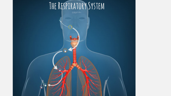 Respiratory System by Jacob Cooper on Prezi