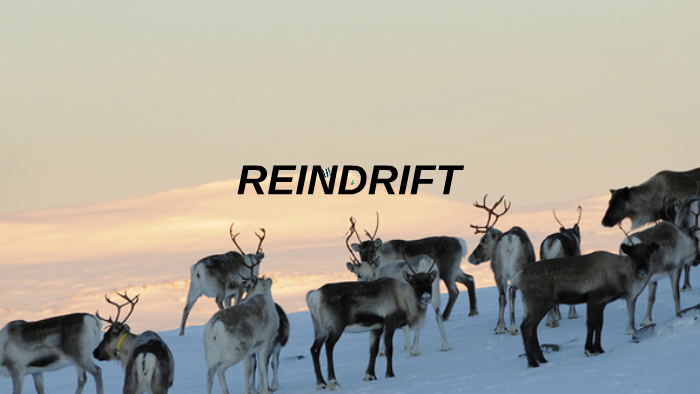 REINDRIFT by john bjørnar troøyen on Prezi
