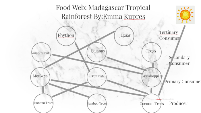 Food Web: Madagascar Tropical Rainforest by Emma Kupres on Prezi