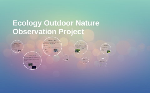 Ecology Outdoor Nature Observation Project by Holly Denton