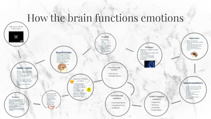 How the brain functions emotions by kaitlyn smith on Prezi
