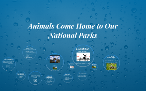 Animals Come Home to Our National Parks by Kaylee Gallagher on Prezi