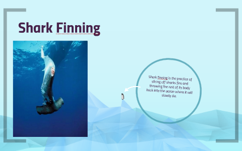 Shark Finning by Daylen Garver on Prezi