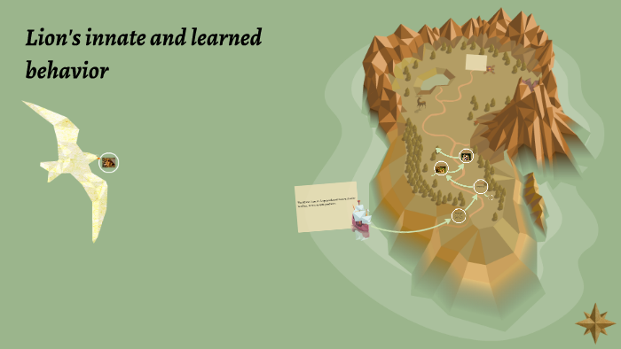 Lion's innate and learned behavior by Abdullah Almulhim on Prezi