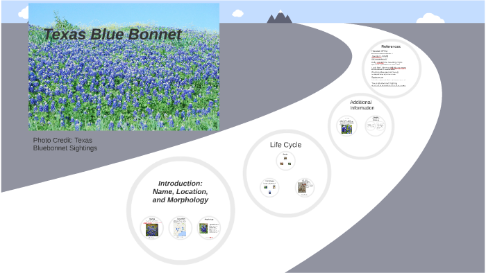 Bluebonnet L Texensis By Salvador Sanchez On Prezi