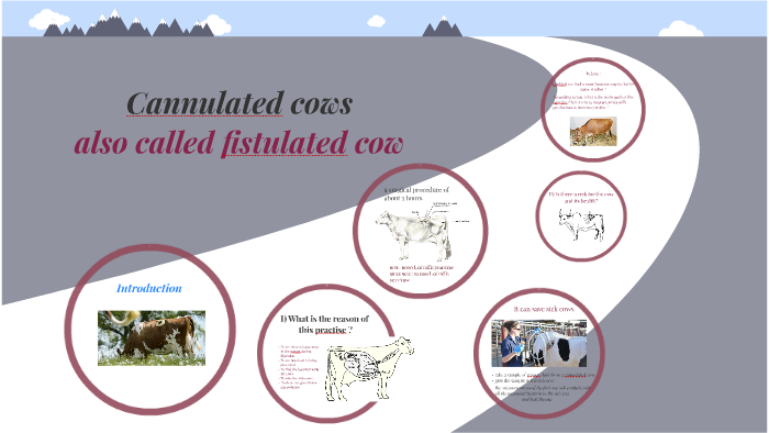 Fistulated cow by Marion Soulard on Prezi