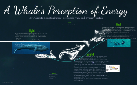 A Whale's Perception of Energy by Ashmita S on Prezi