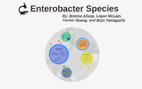 Enterobacter Species by Bryn Yamaguchi on Prezi