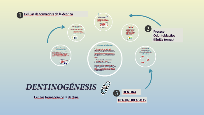 dentinogenesis by eva cordova on Prezi