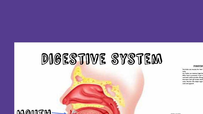 The Digestive System Grade 10 by K Kligerman on Prezi